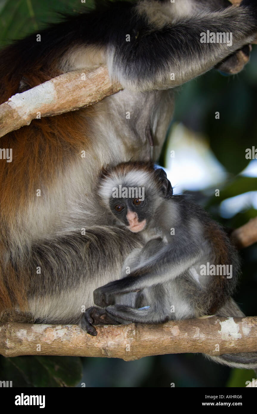S red colobus hi-res stock photography and images - Alamy