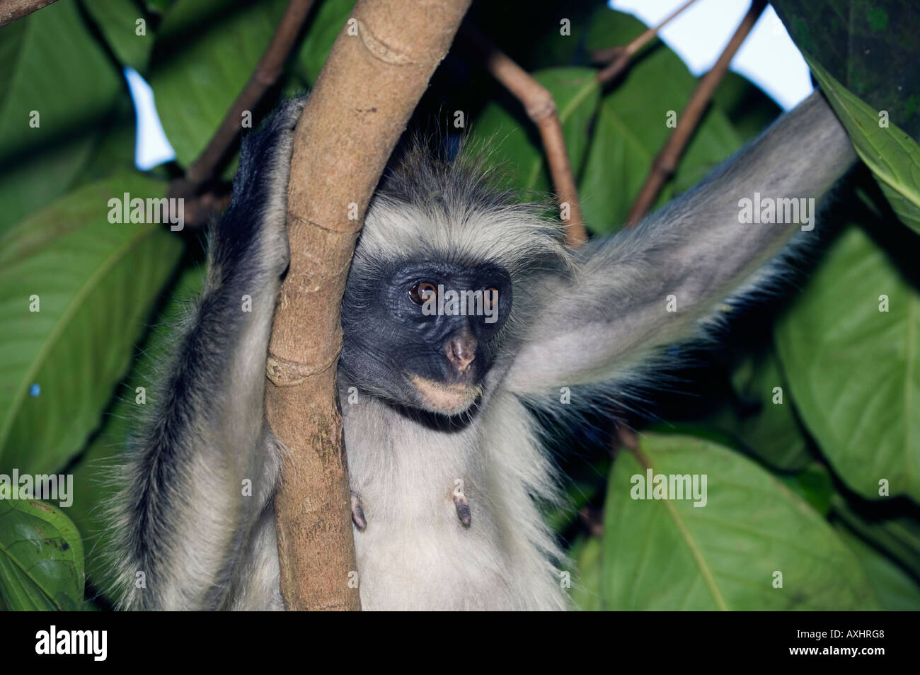 S red colobus hi-res stock photography and images - Alamy