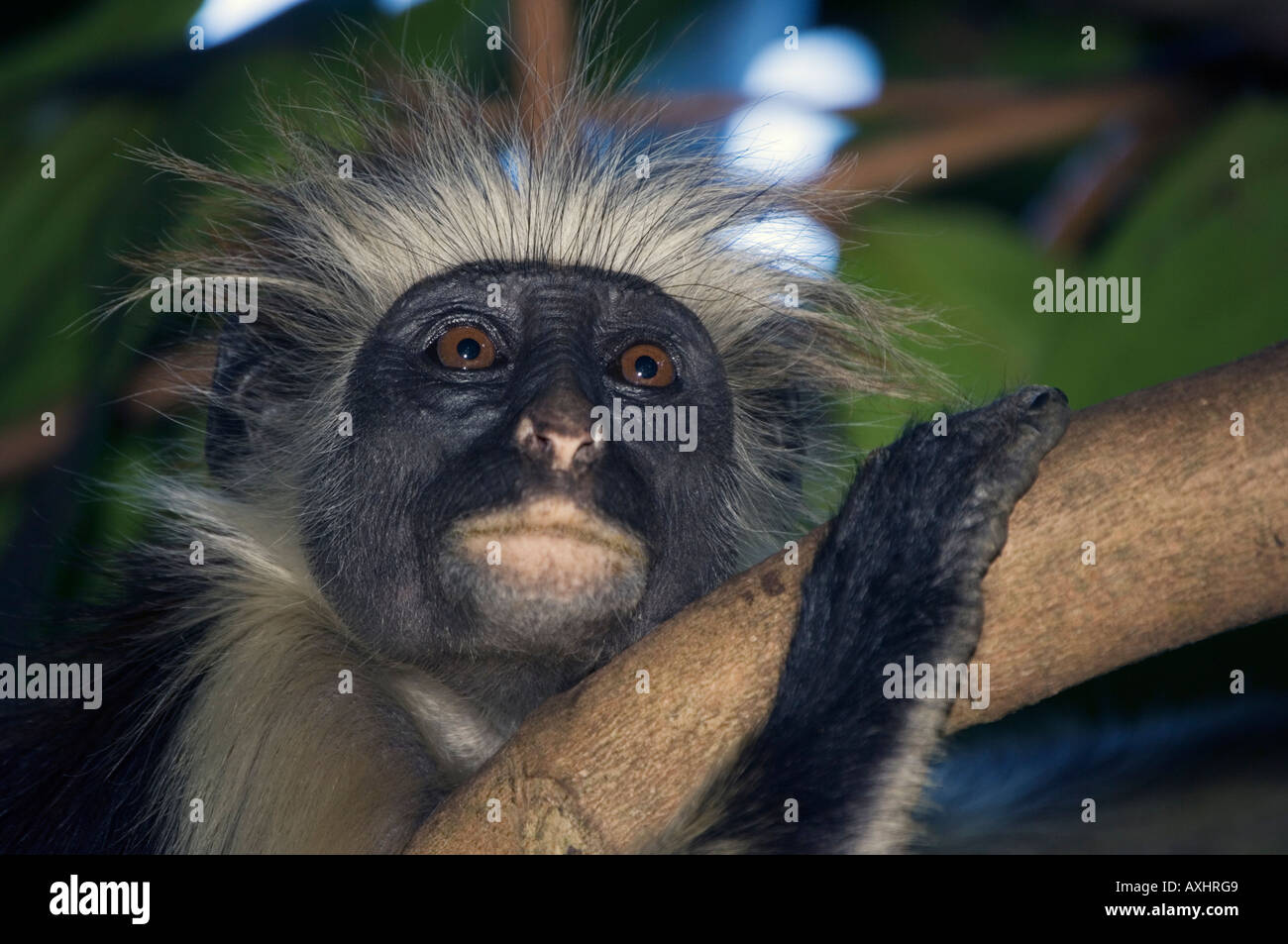 Kirk's Red Colobus monkey Procolobus kirkii is endemic to Zanzibar ...