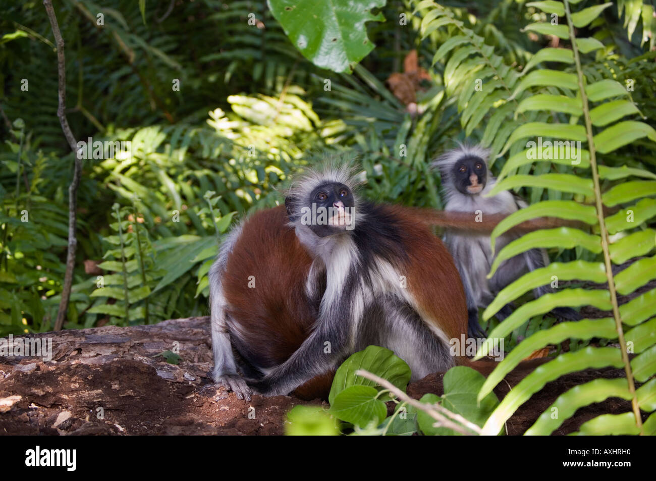 Kirk's Red Colobus monkey Procolobus kirkii is endemic to Zanzibar ...