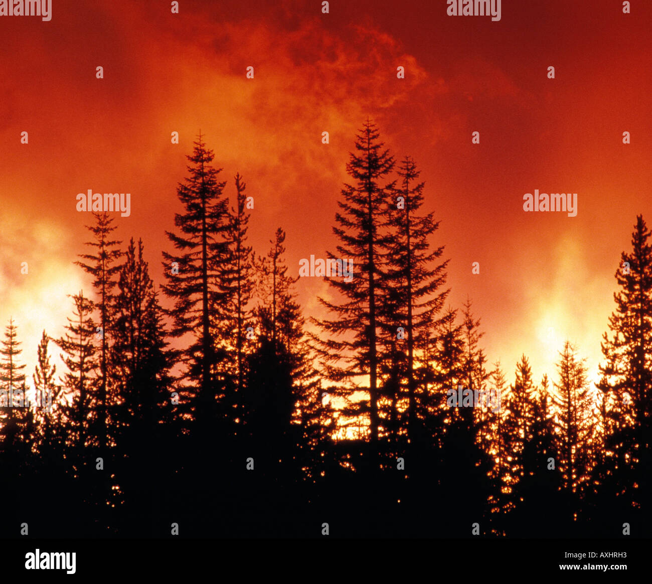 Forest Fire at Night Stock Photo - Alamy