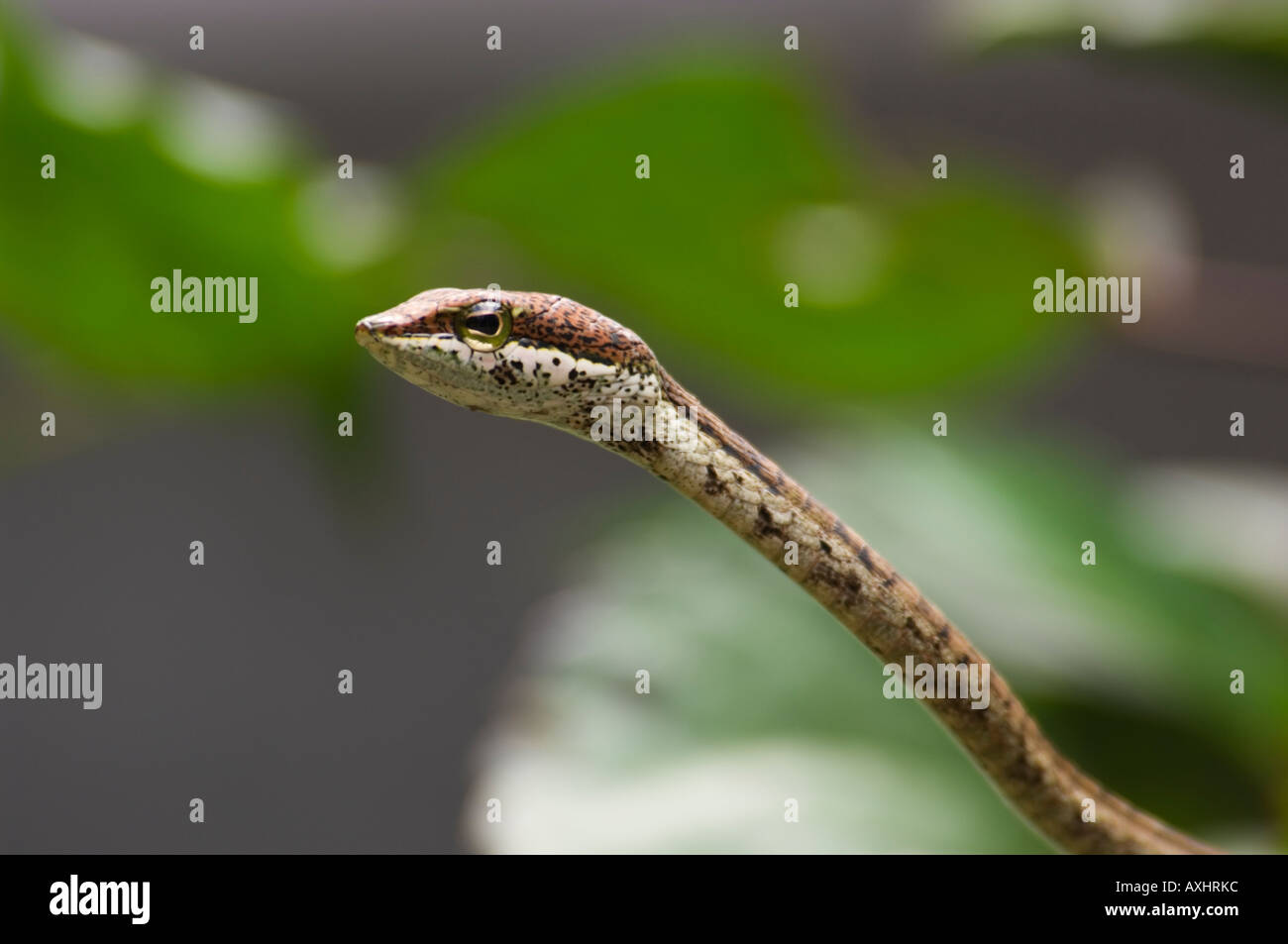 Savanna vine snake hi-res stock photography and images - Alamy