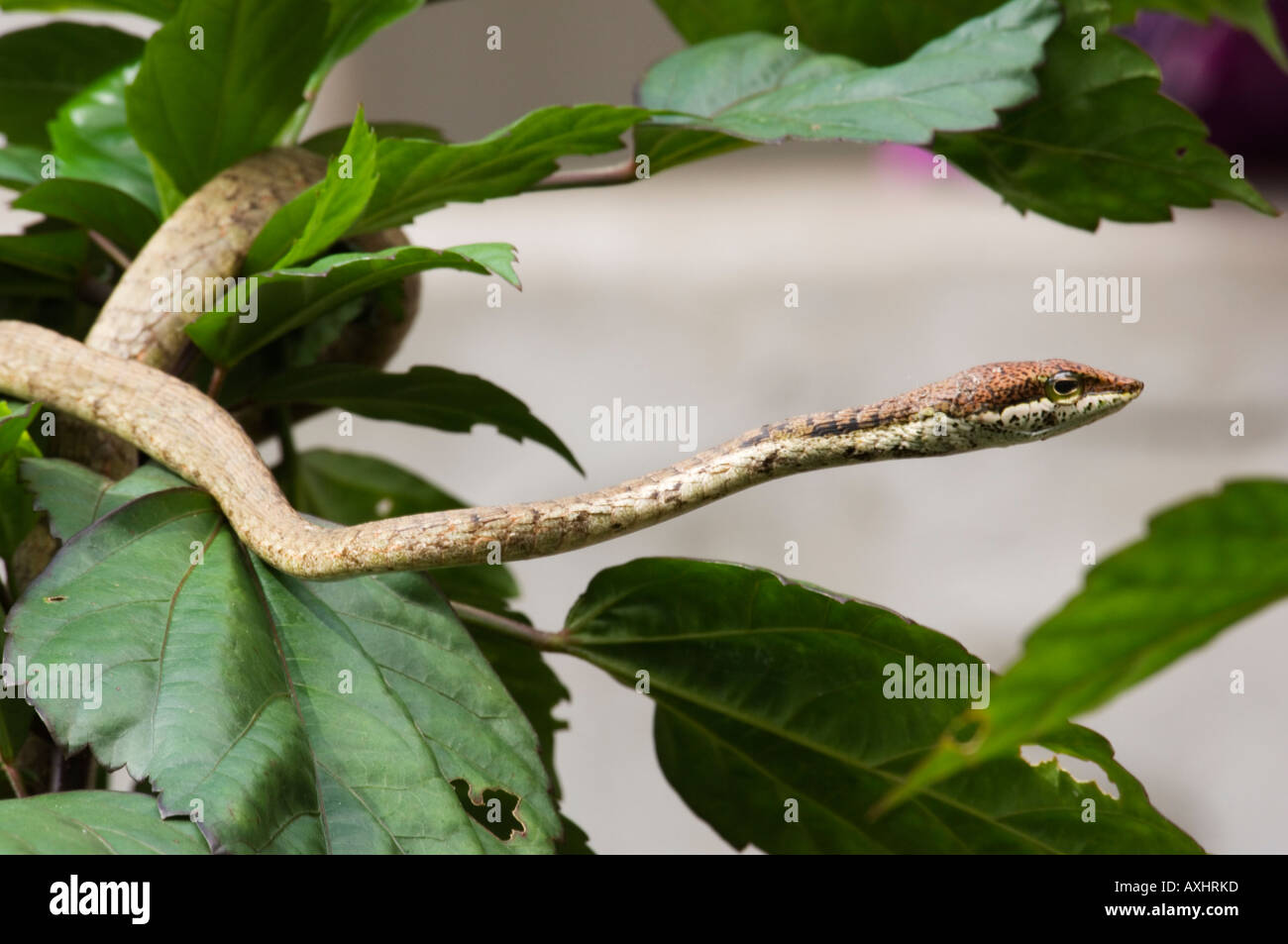 Savanna vine snake hi-res stock photography and images - Alamy