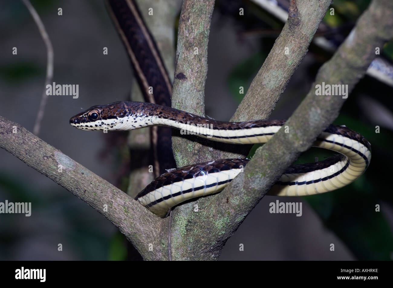Animal Wildlife Zanzibar Africa Eastern High Resolution Stock ...