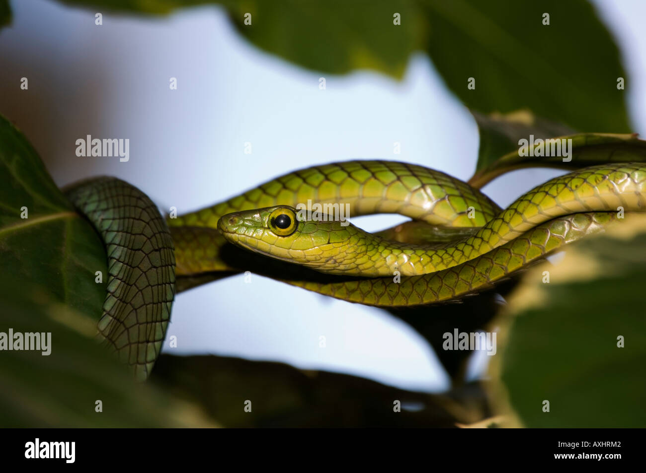 Tanzania Zanzibar Speckled green snake Philothamnus punctatus Stock ...