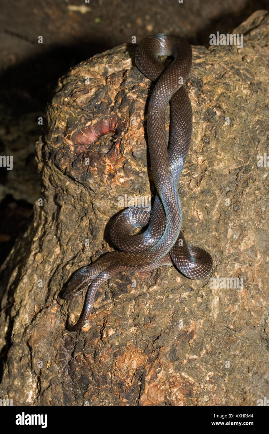 Tanzania Zanzibar Brown house snake Lamprophis fuliginosus Stock Photo ...