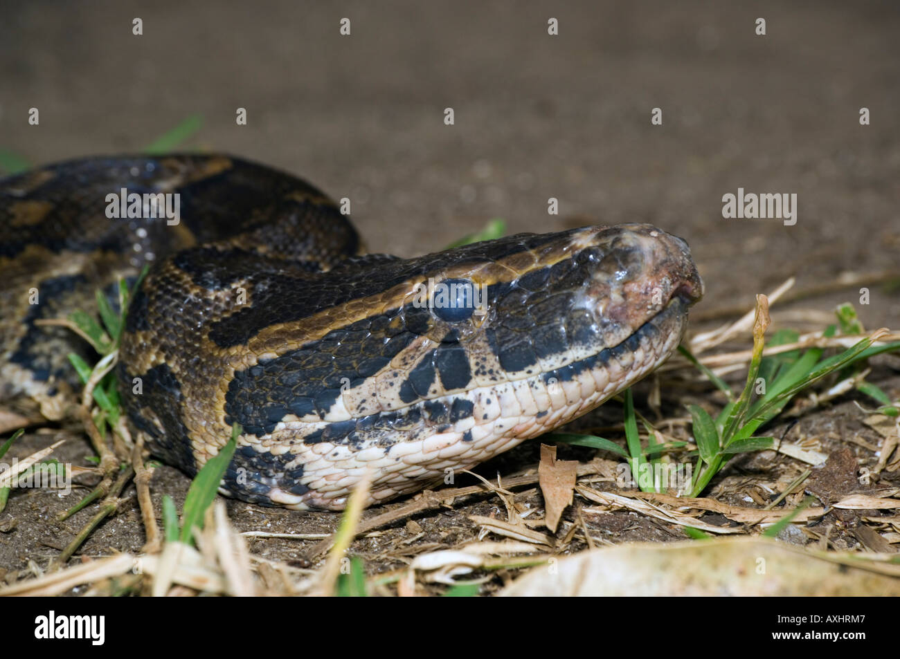 Tanzania Zanzibar Zala Park Jozani Forest Southern African Rock Python ...