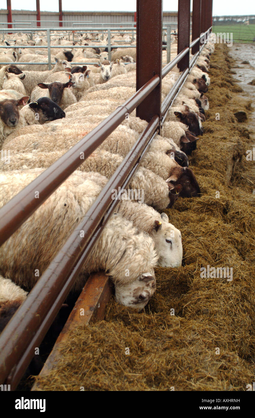 Line up shot of ewes eating silage through feed barrier outside Stock ...