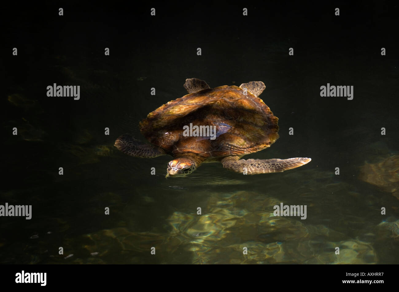 Turtle zanzibar sea hi-res stock photography and images - Alamy