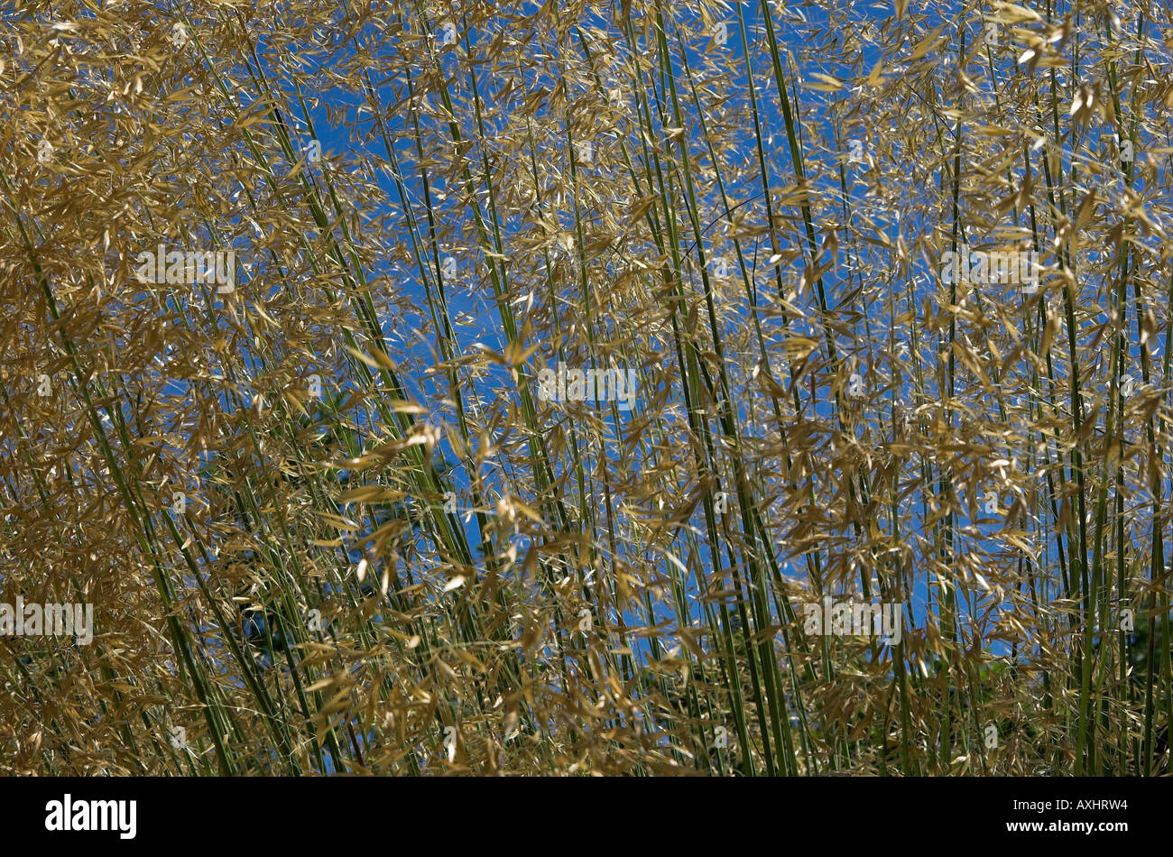 Sunlight and blue sky seen through tall waving ornamental grass Stock ...