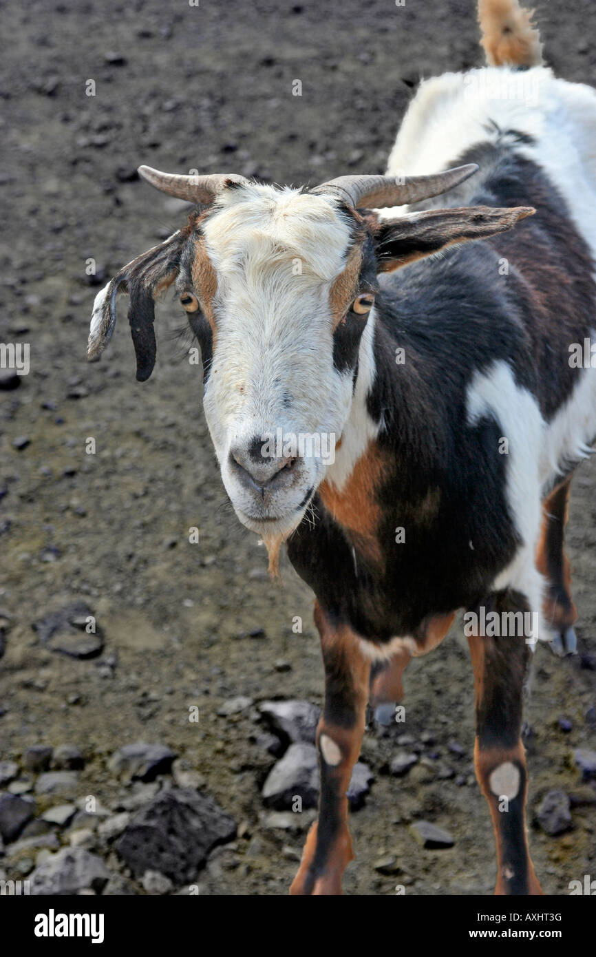 Majorero goats: Ginginámar, Fuerteventura, Canary Islands, in the ...