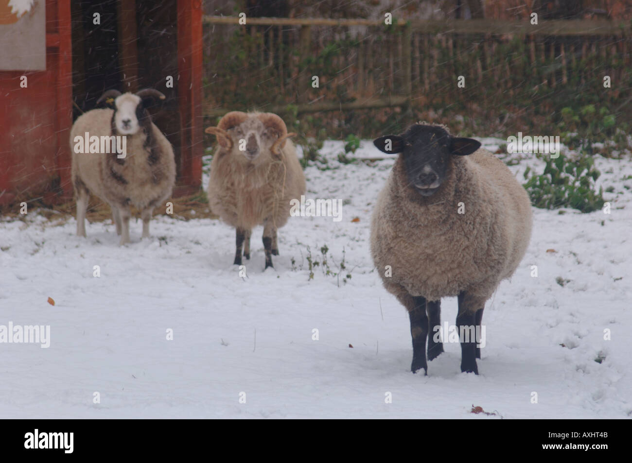 Cold climate sheep hi-res stock photography and images - Alamy