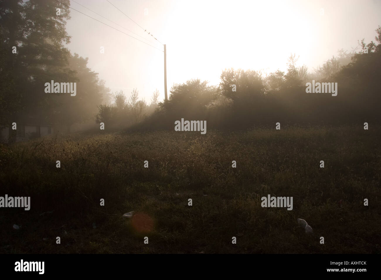 Blindingly Lit, Dark Glade Stock Photo - Alamy