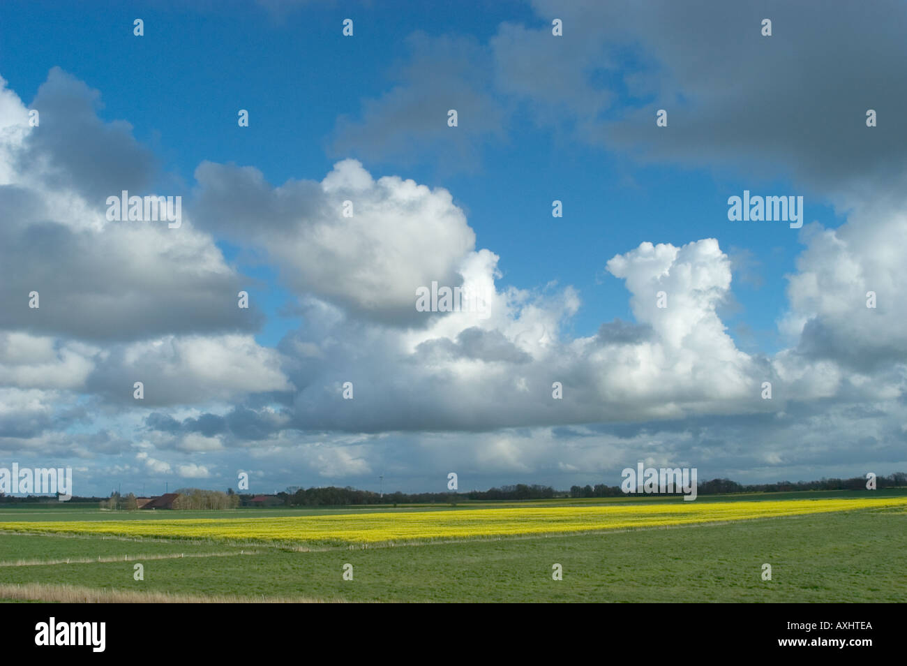Typical friesian landscape Ostfriesland Niedersachsen Germany Stock ...