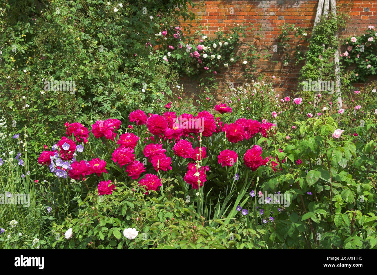 Bright pink peonies in an English country garden Stock Photo - Alamy