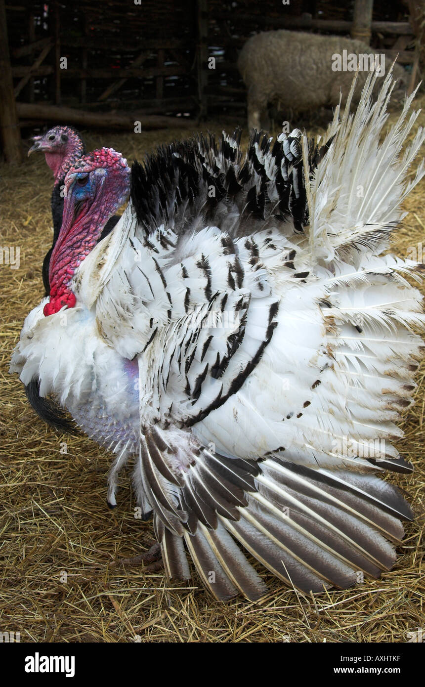 Turkey stag hi-res stock photography and images - Alamy