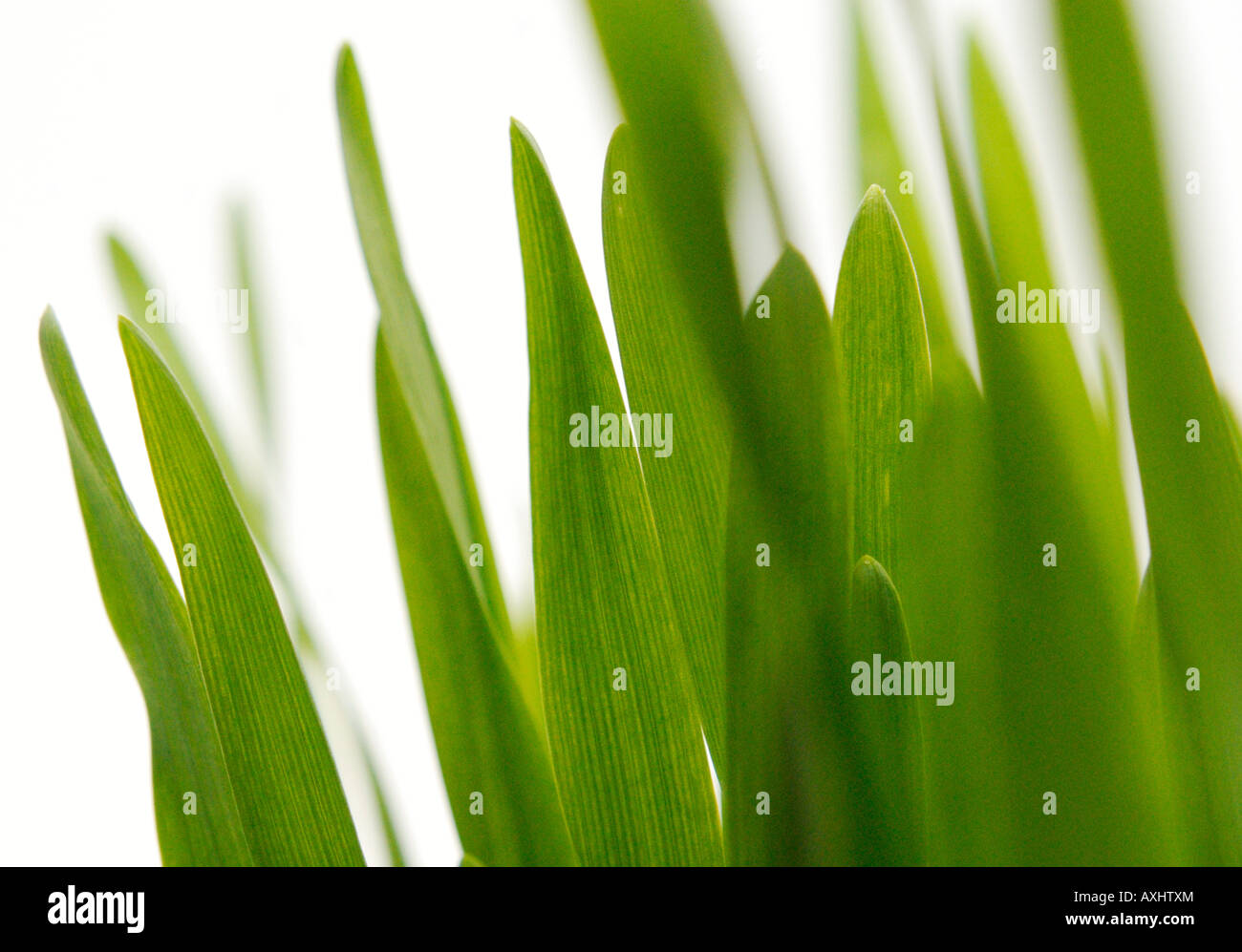 Natural grass plants on Cut Out Stock Images & Pictures - Alamy