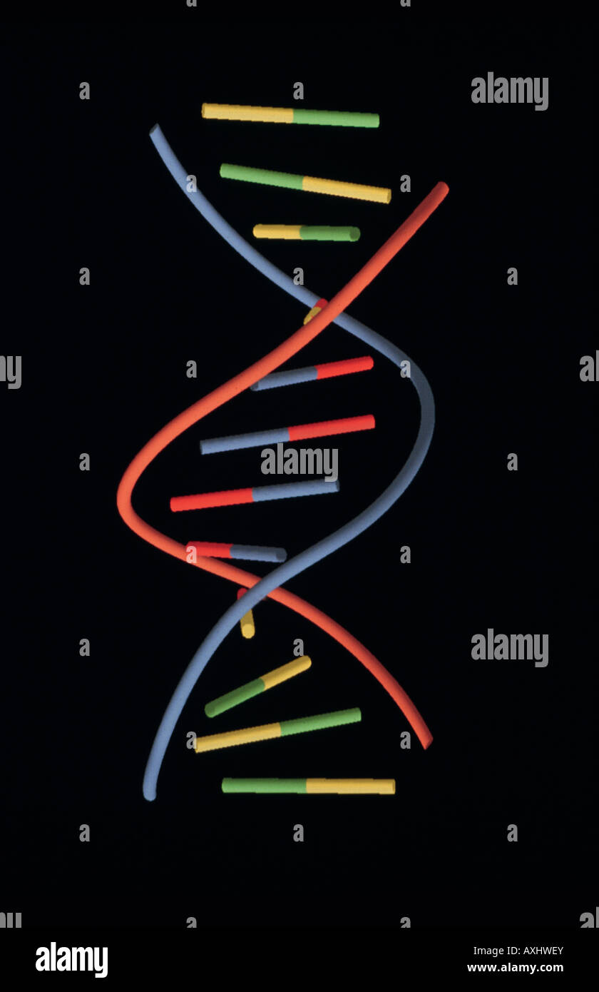 Simple Dna Model