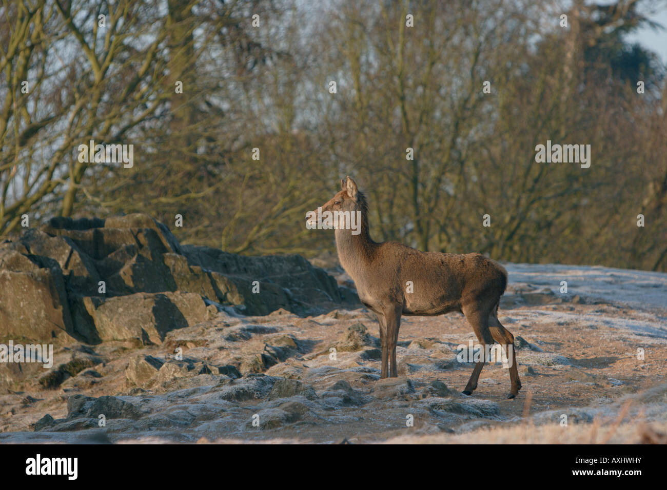 Red deer doe (cervus elaphus hind) standing next to a rocky outcrop on ...