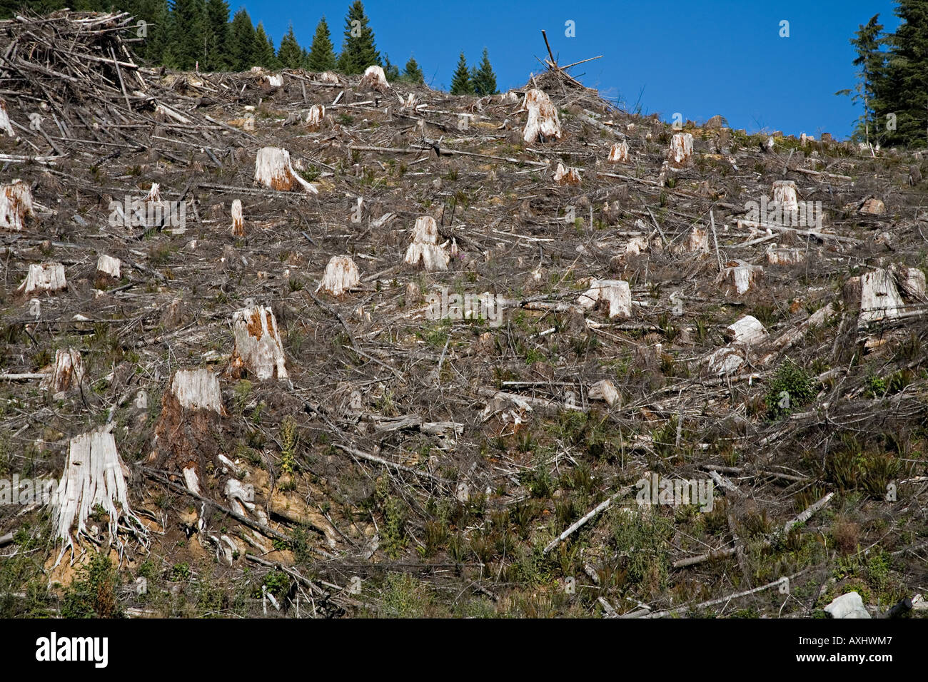Tree stumps in clearcut logging area Bamfield Vancouver island Canada ...