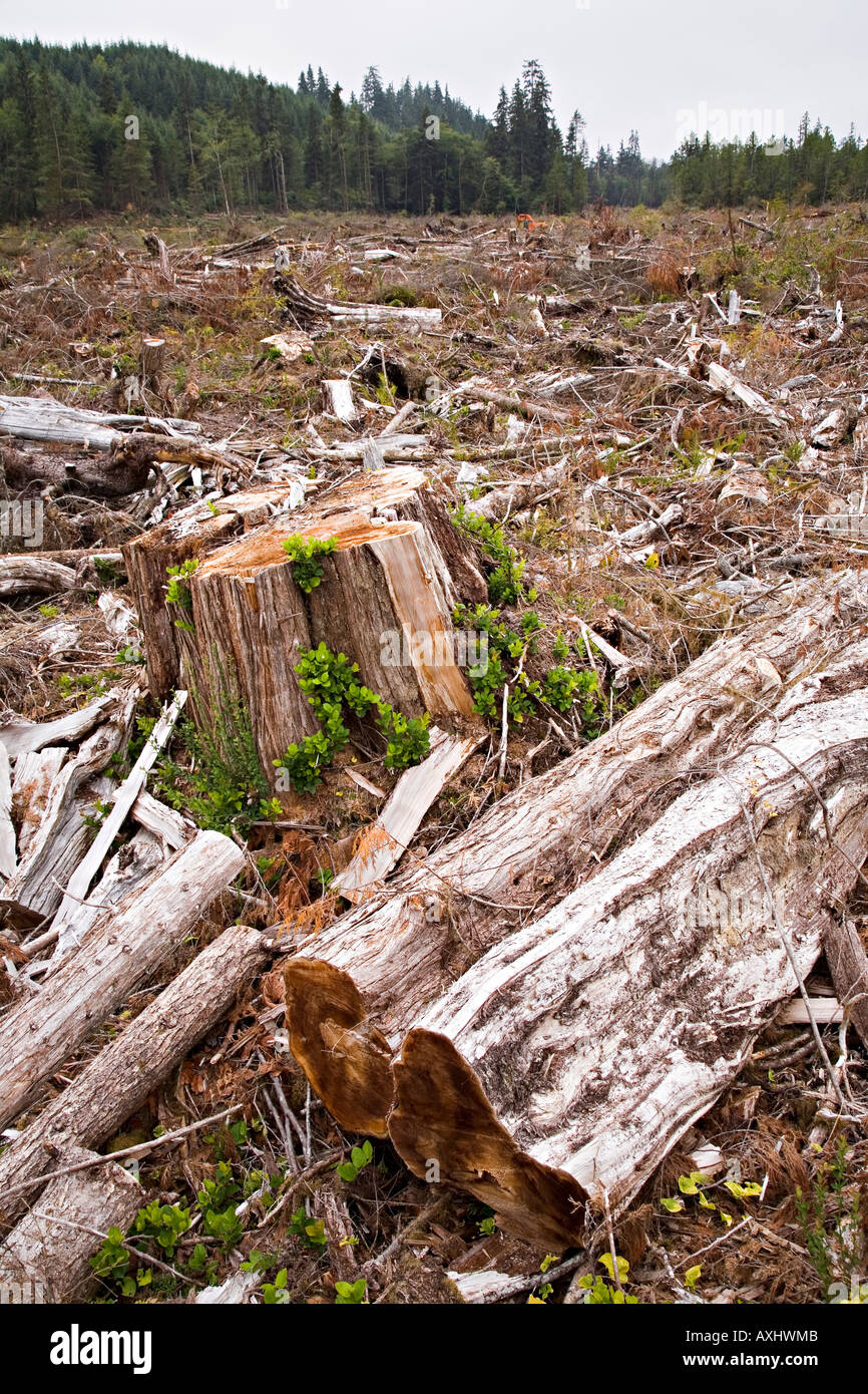 Tree stumps in clearcut logging area Bamfield Vancouver island Canada ...