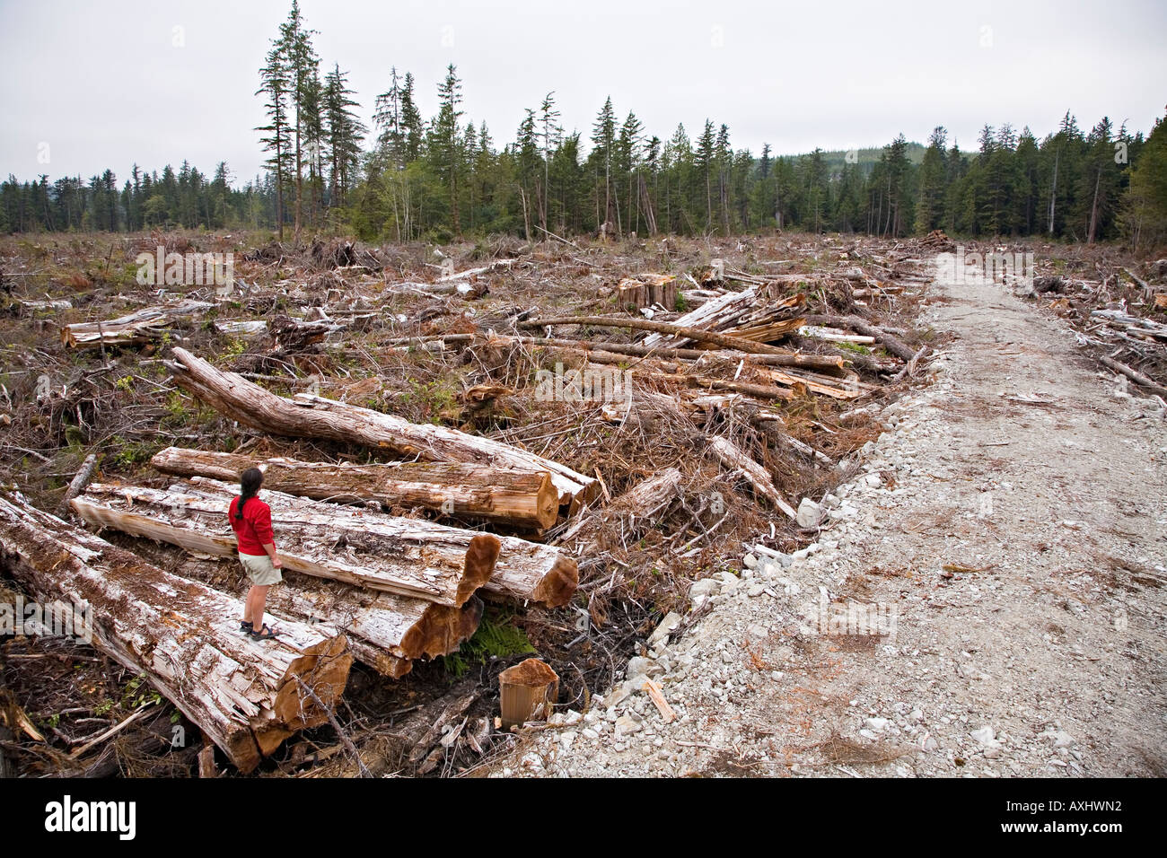 Person with tree trunks in clearcut logging area beside road Bamfield ...