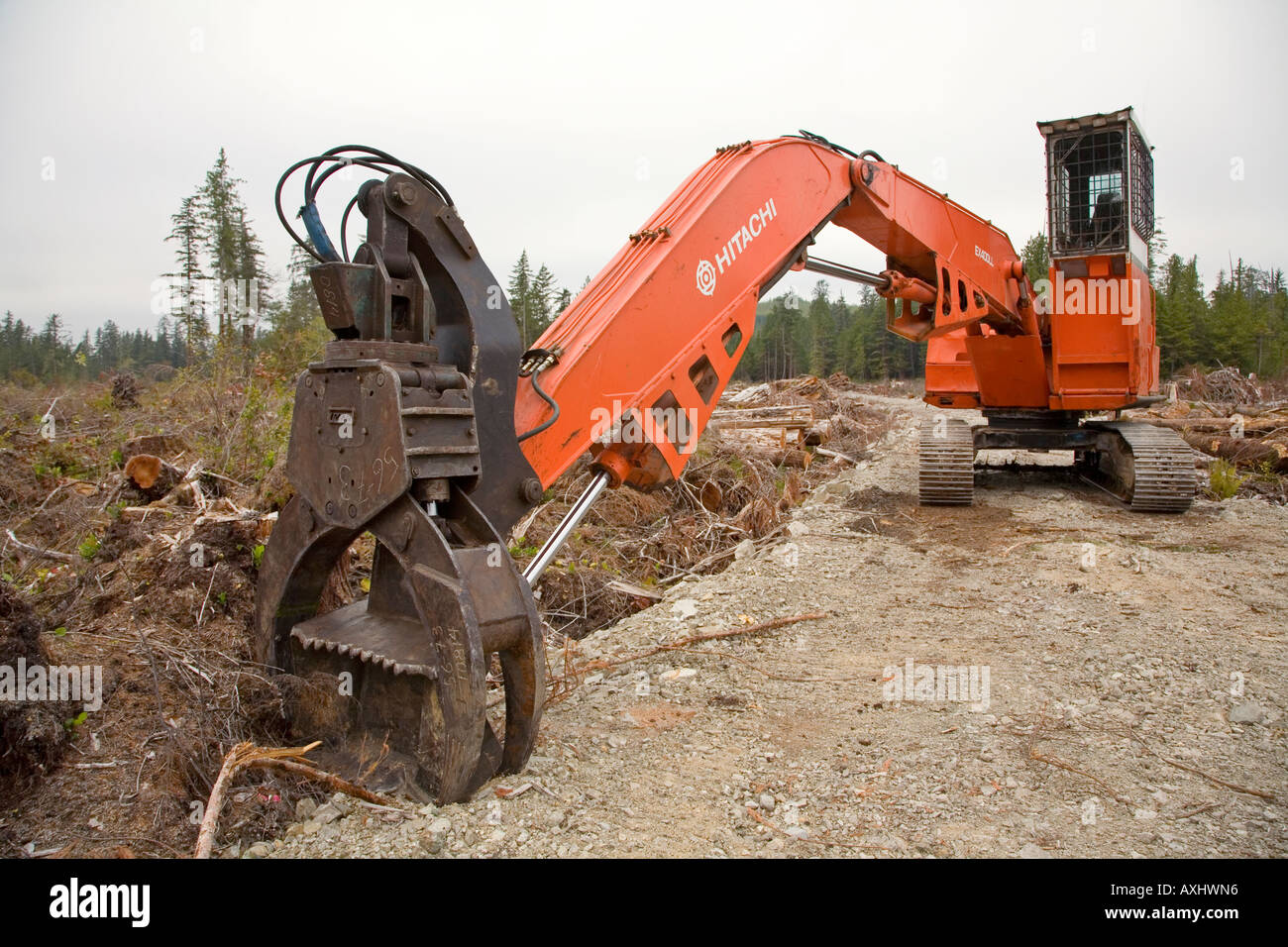 Clearcut forest hi-res stock photography and images - Alamy