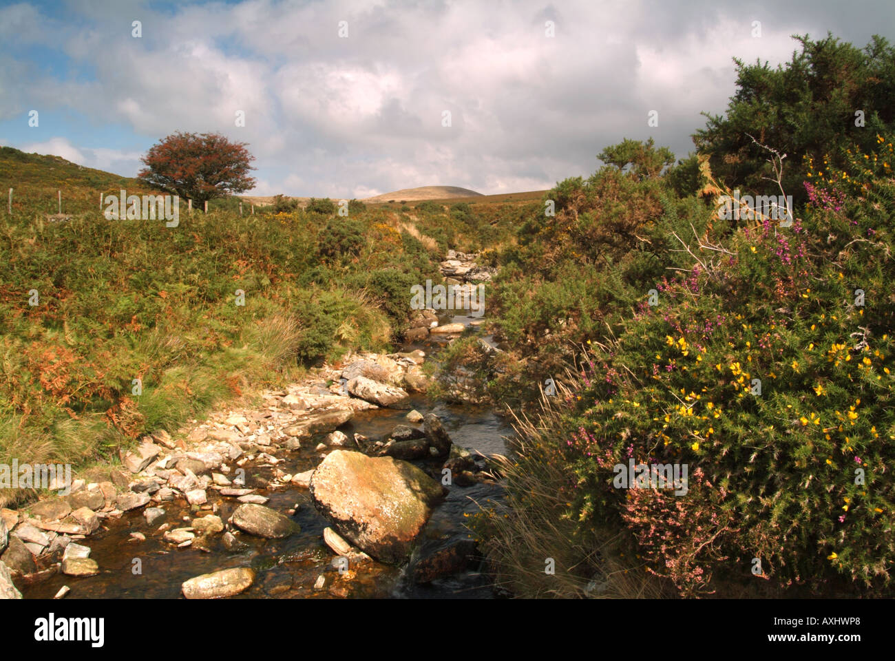 River Lyd valley Devon UK Stock Photo - Alamy