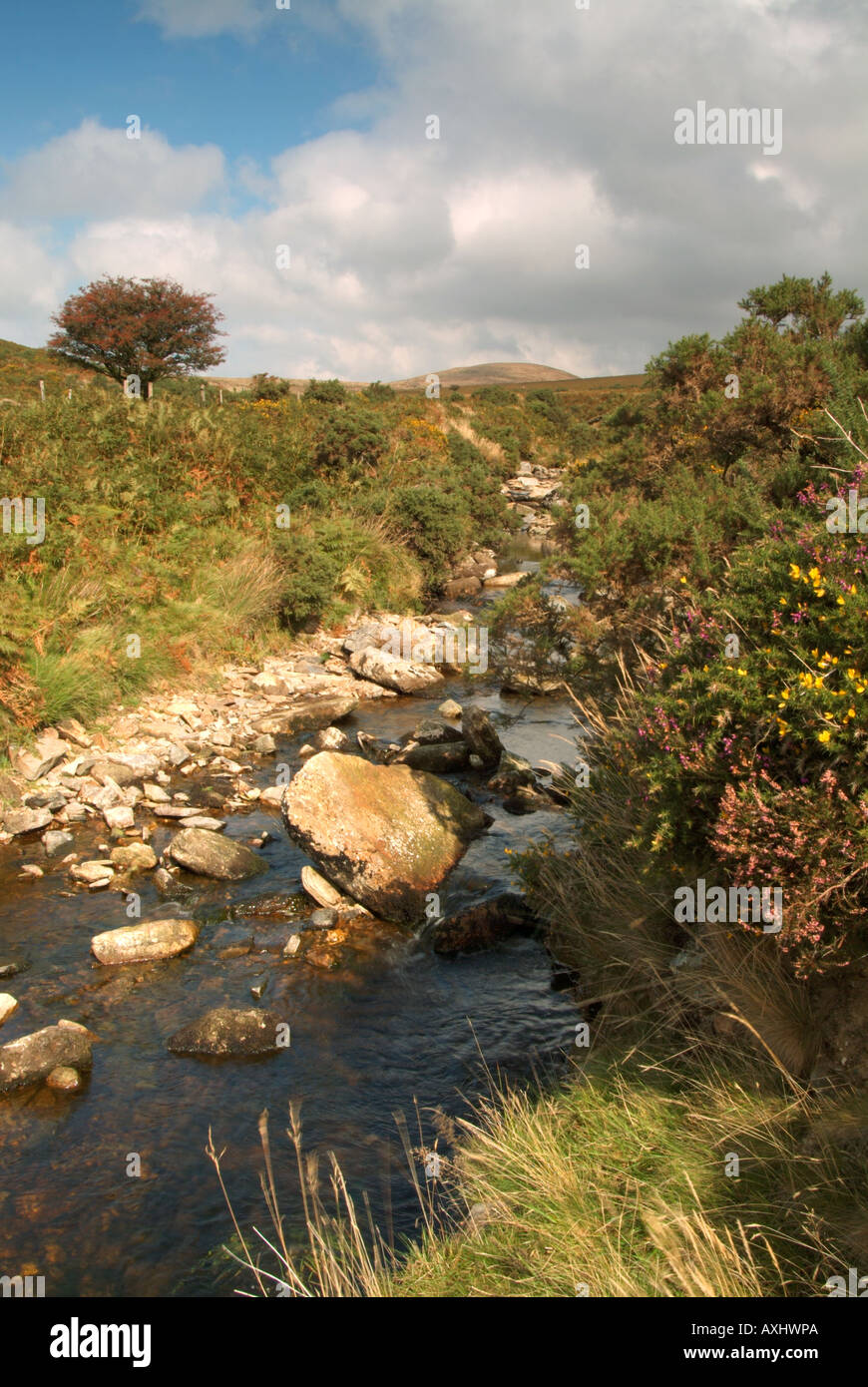 River Lyd valley Devon UK Stock Photo - Alamy
