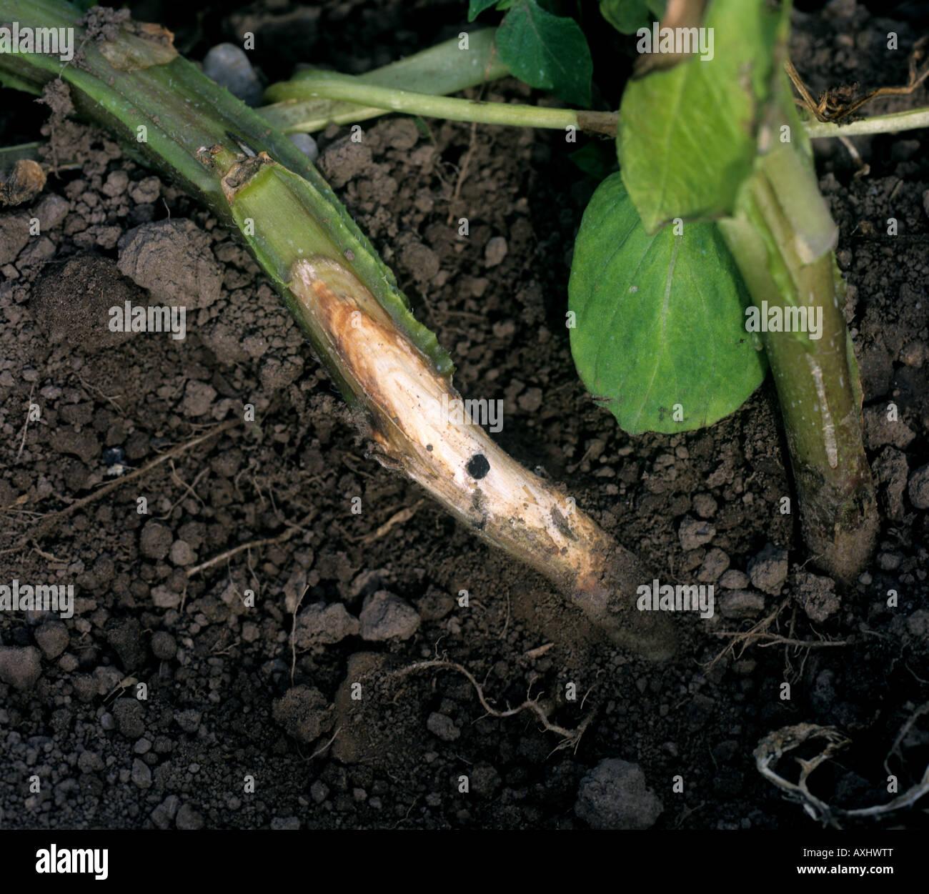 White mould Sclerotinia sclerotiorum lesion with sclerotia on bleached ...