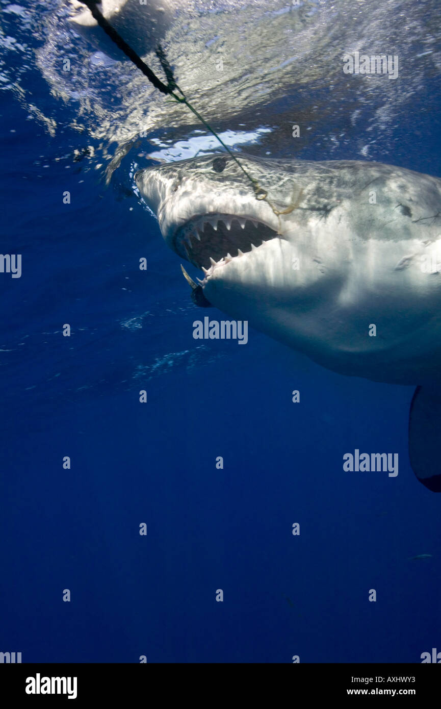 Great white shark eating fish hi-res stock photography and images - Alamy