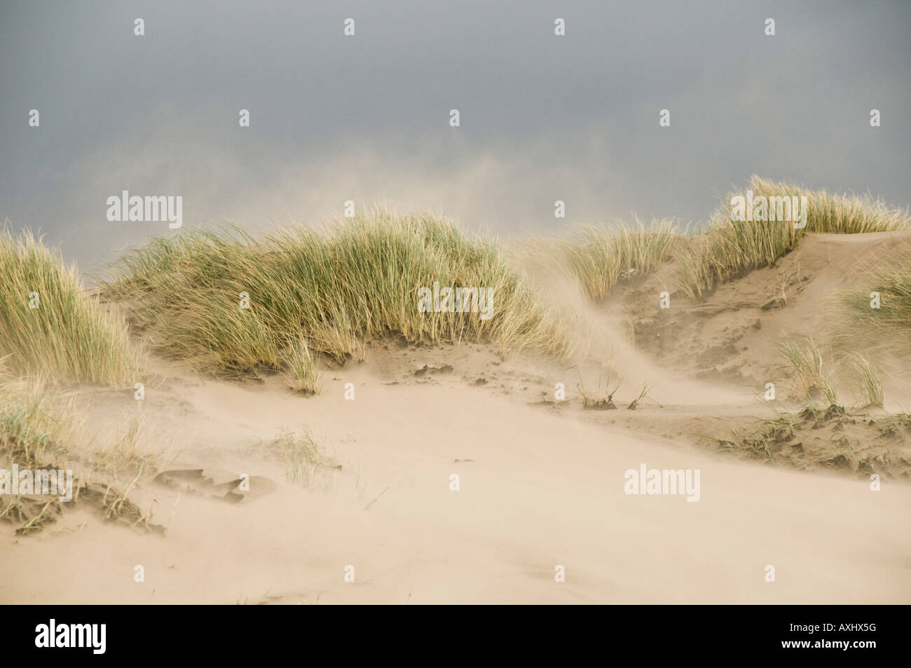 Dune grass wind windswept hi-res stock photography and images - Alamy