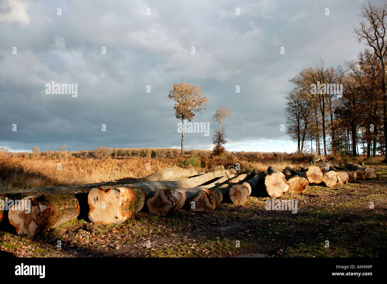 Cut logs in beech forest of Tron ais Allier botany Fagus substance 03 ...