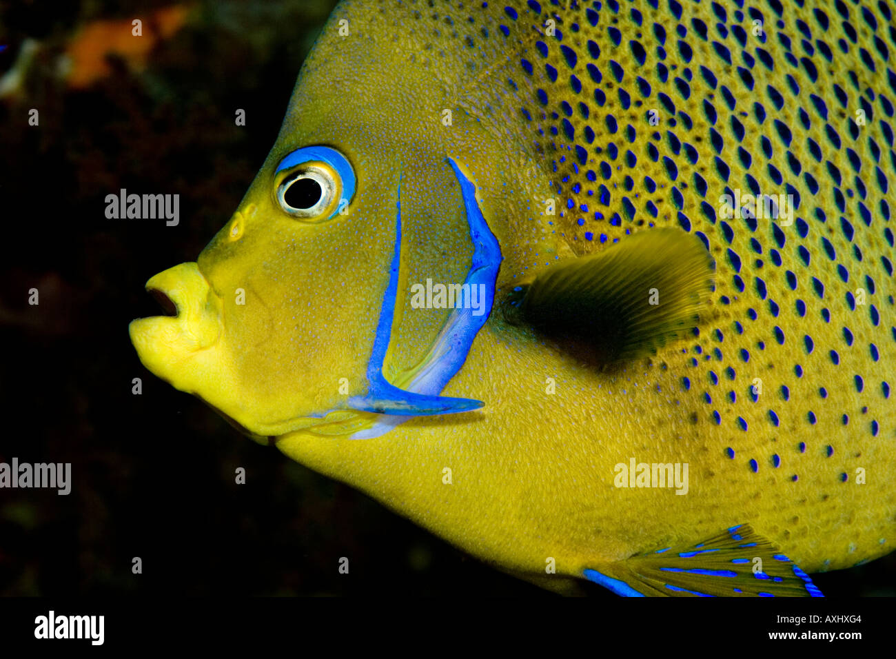 Semicircle angelfish hi-res stock photography and images - Alamy
