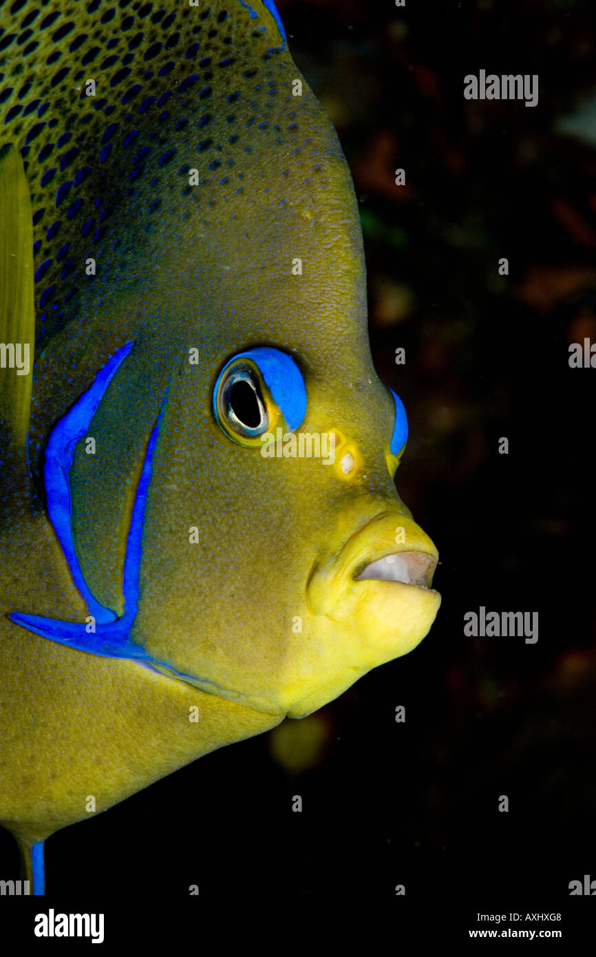 Angelfish fiji hi-res stock photography and images - Alamy