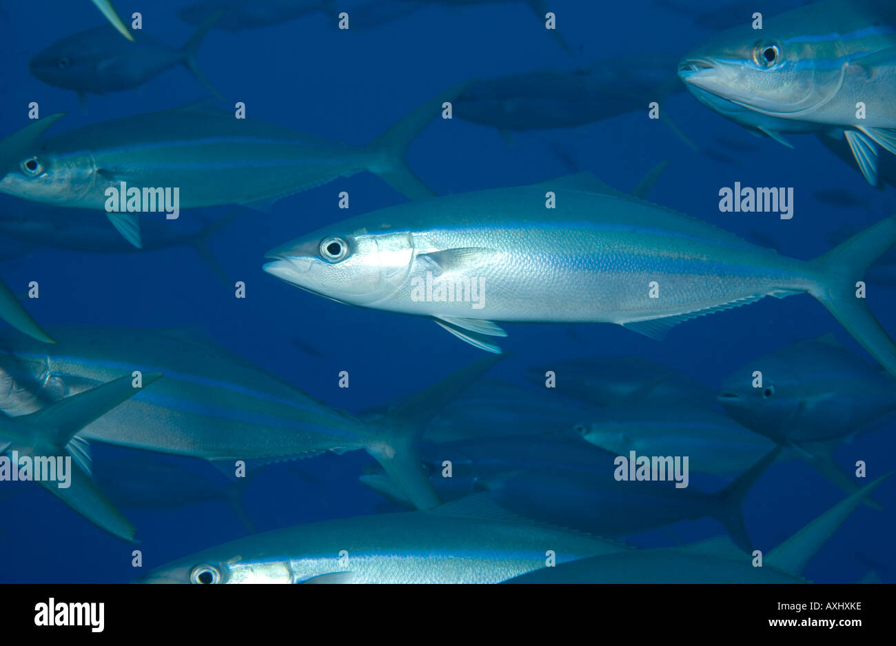 F35b025d hi-res stock photography and images - Alamy