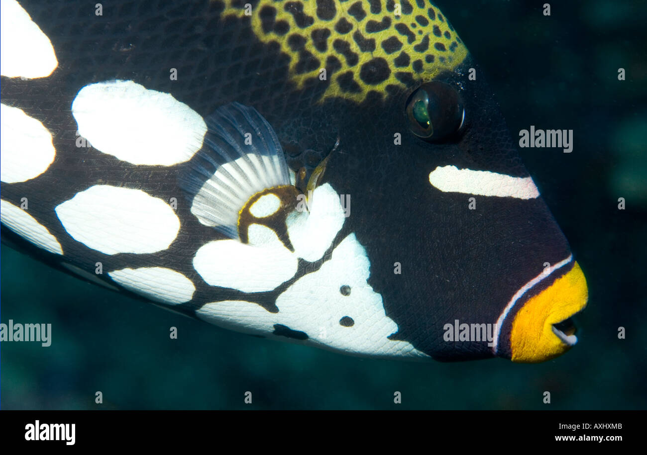 CLOSEUP OF A CLOWN TRIGGERFISH BALISTOIDES CONSPICILLUM PAPUA NEW ...