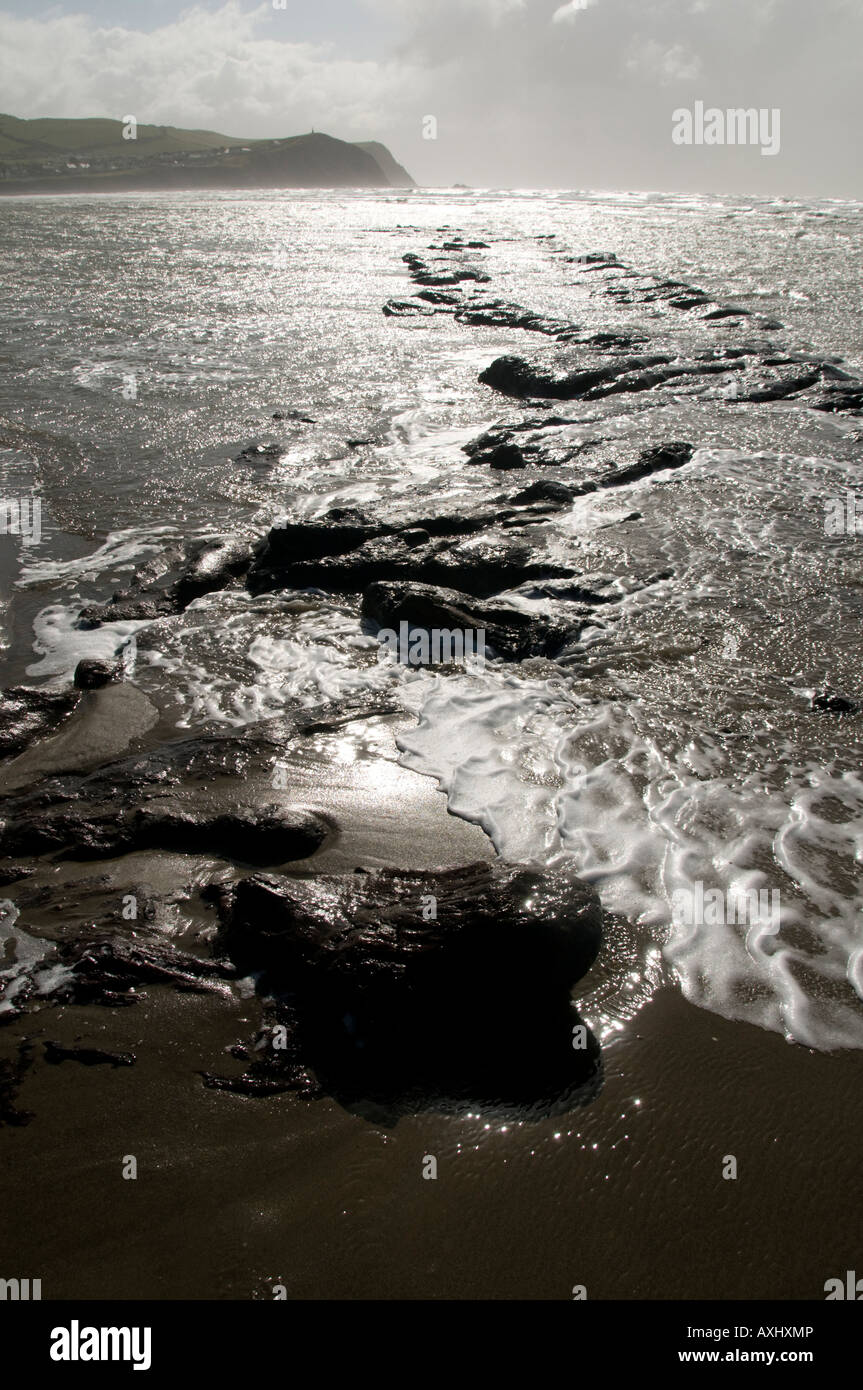 Remains of submerged peat beds and oak forest exposed by shifting sands ...