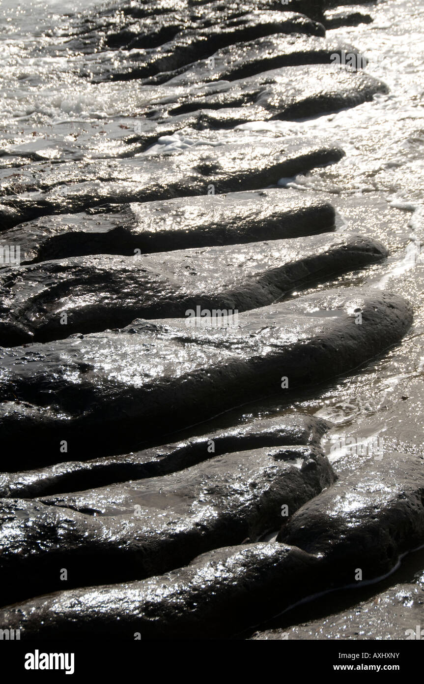 Remains of prehistoric ancient submerged peat beds exposed by shifting ...