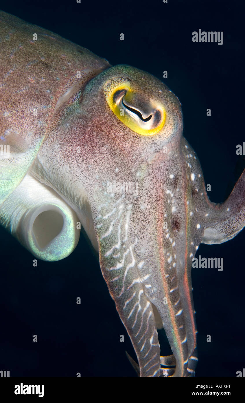 (cuttlefish or squid) and siphon hi-res stock photography and images ...