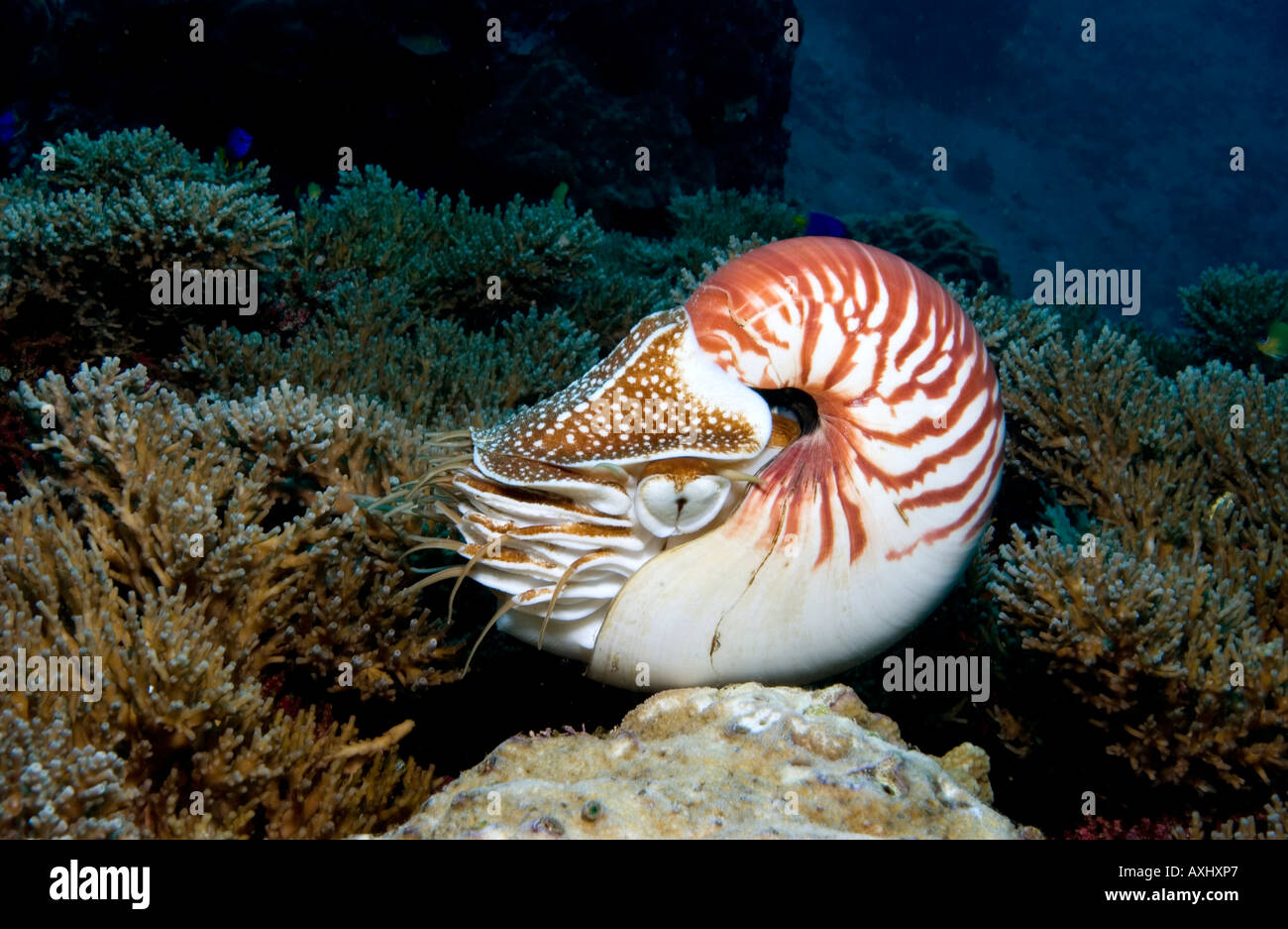 A CHAMBERED NAUTILUS NAUTILUS POMPILIUS SWIMMING ALONG A CORAL REEF IN PAPUA NEW GUINEA Stock ...