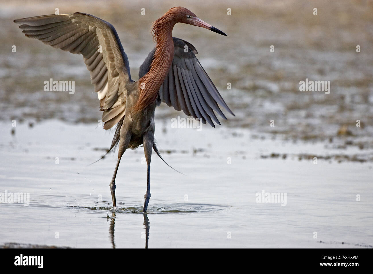 Reddish Egret fishing in shallow lagoon at Fort Myers Beach, Florida ...