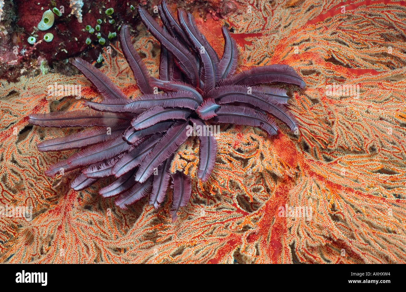 A REDDISH COLORED FEATHER STAR A TYPE OF SEA STAR IS COLORFULLY ...