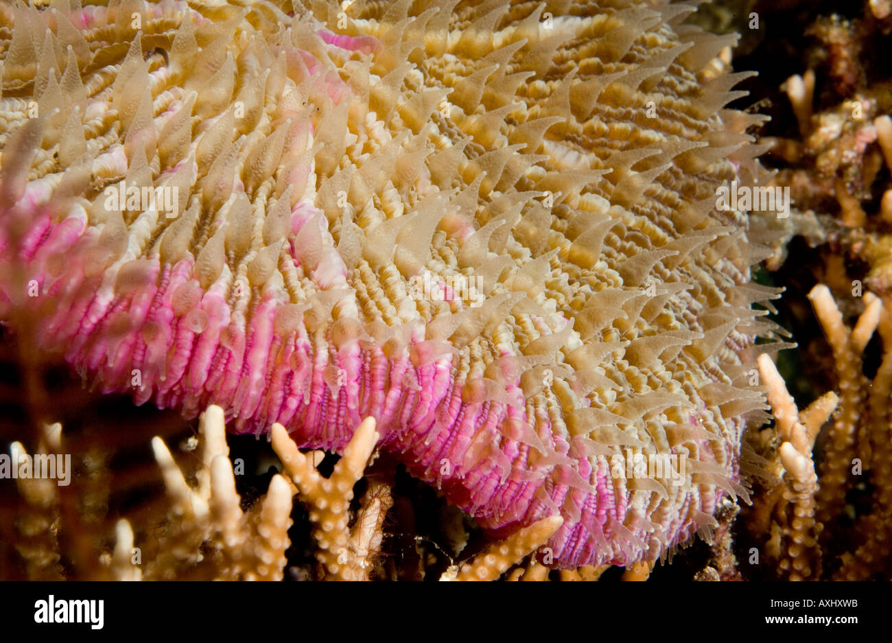 Rounded polyps hi-res stock photography and images - Alamy
