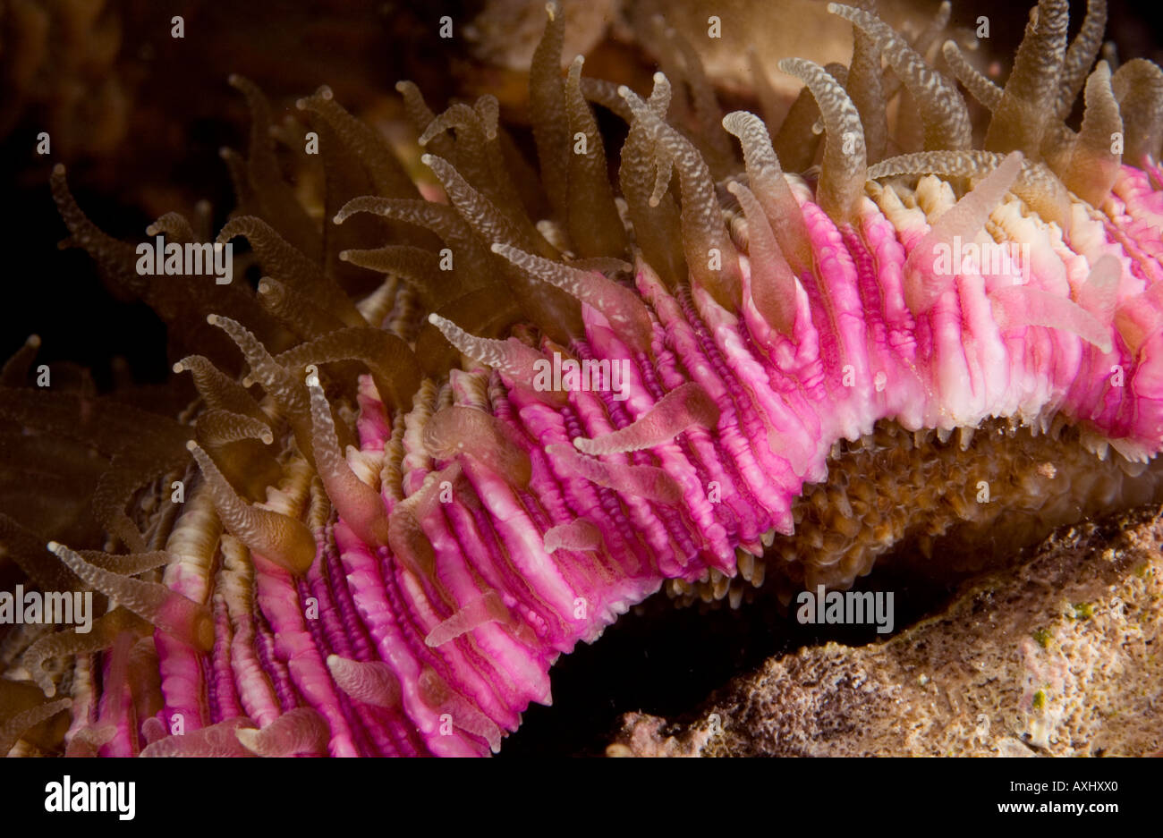 A CLOSE UP OF THE PURPLISH EDGE AND CORAL POLYPS OF A MUSHROOM CORAL ...