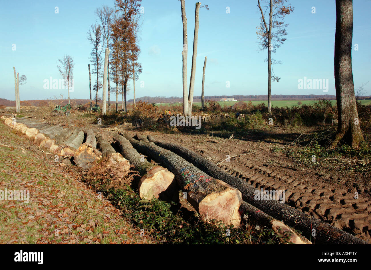 Degraded forest hi-res stock photography and images - Alamy