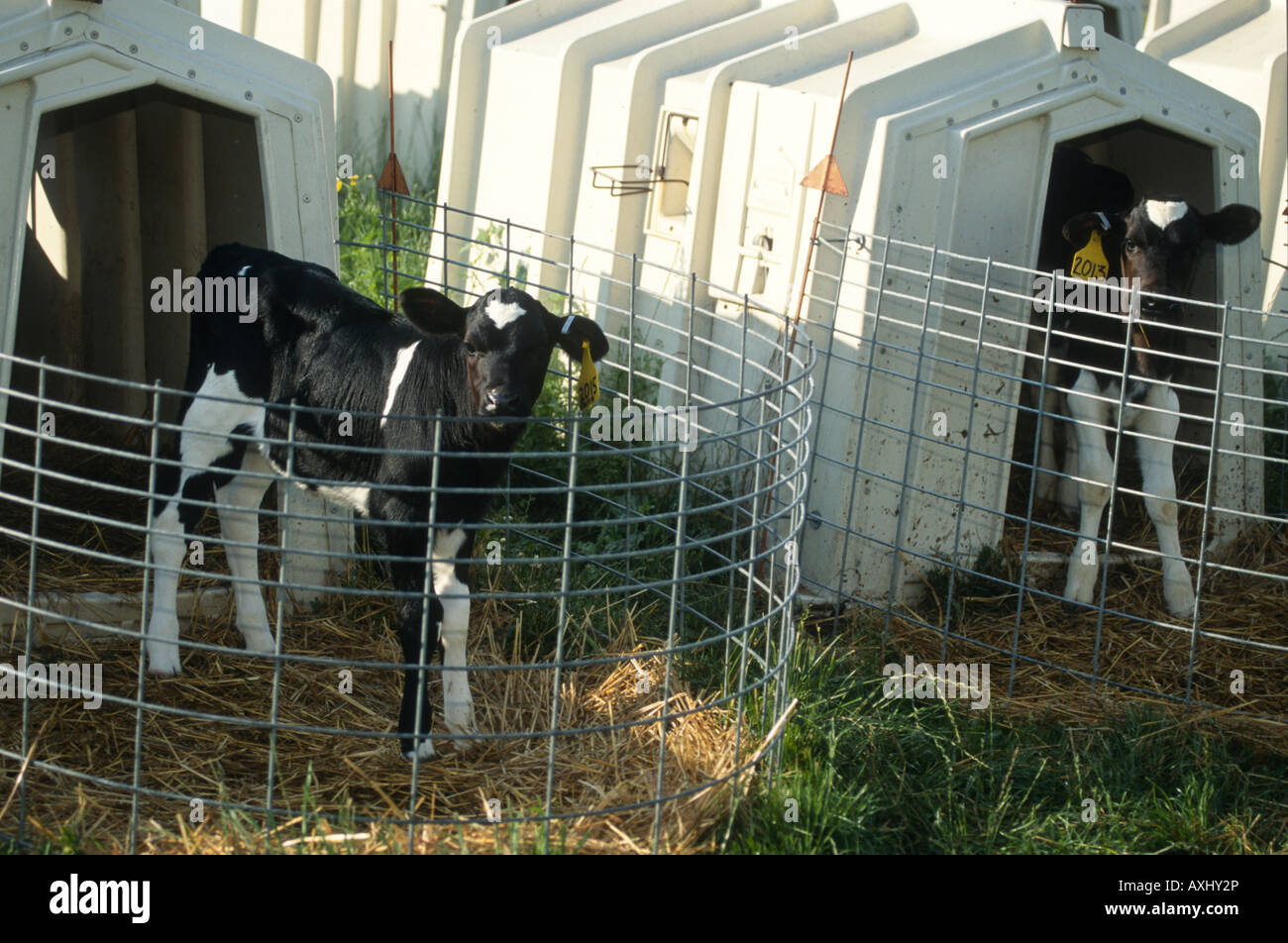 Calf pens hi-res stock photography and images - Alamy