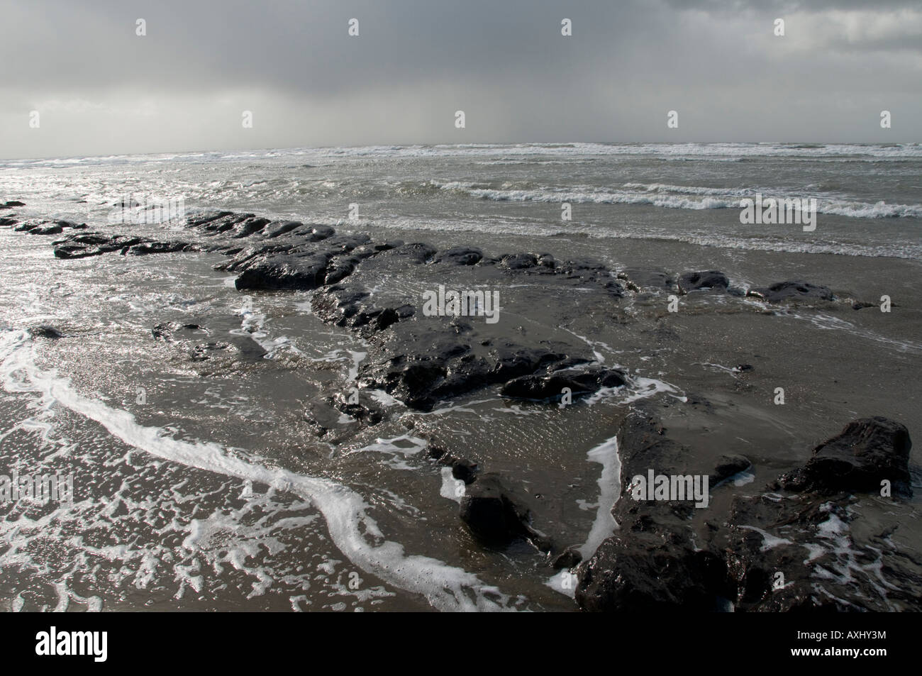 Remains of ancient submerged peat beds and oak forest exposed by ...