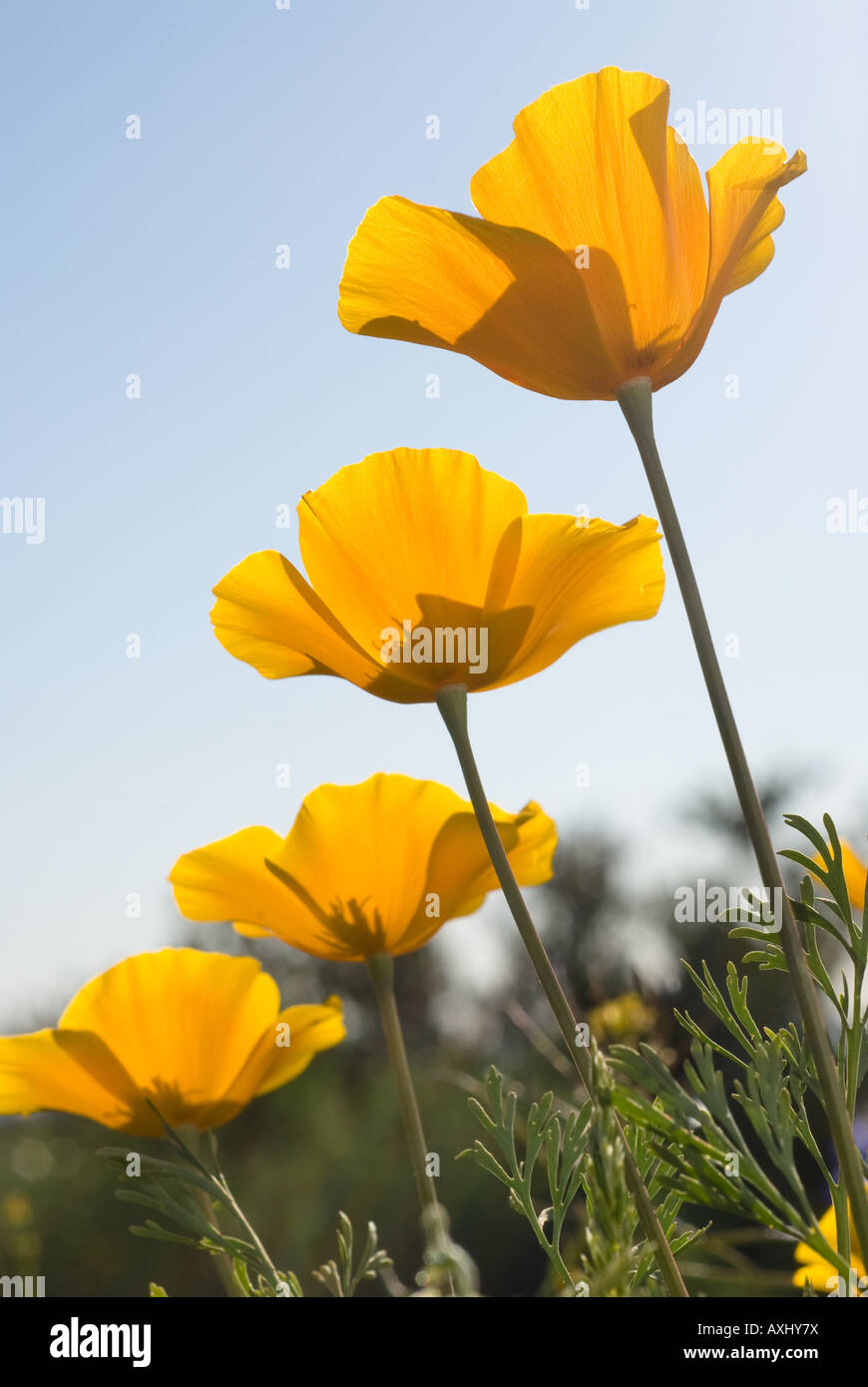 Mexican poppy hi-res stock photography and images - Alamy