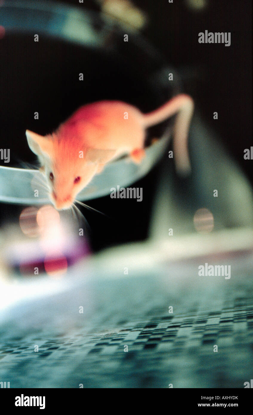genemodified mouse with its DNA sequence below Stock Photo - Alamy